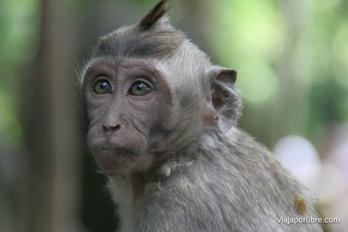 Sacred Monkey Forest Sanctuary (El santuario o bosque de los monos de Bali)