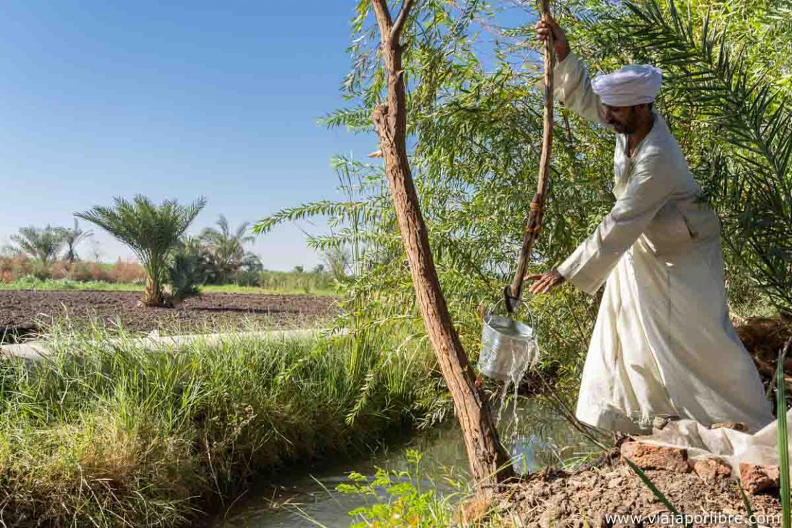 Excursión en faluca por el río Nilo en Asuán o Luxor