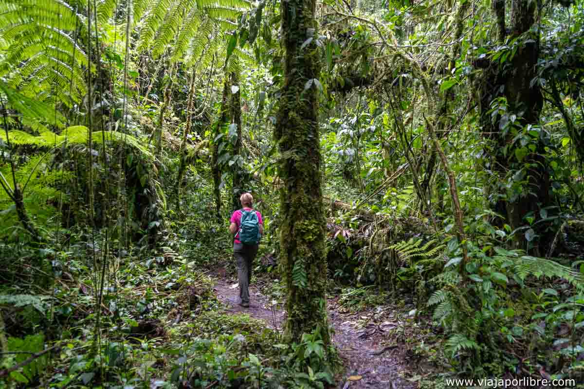 Visita a la reserva de Santa Elena (Costa Rica)